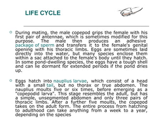 Copepod | PPT