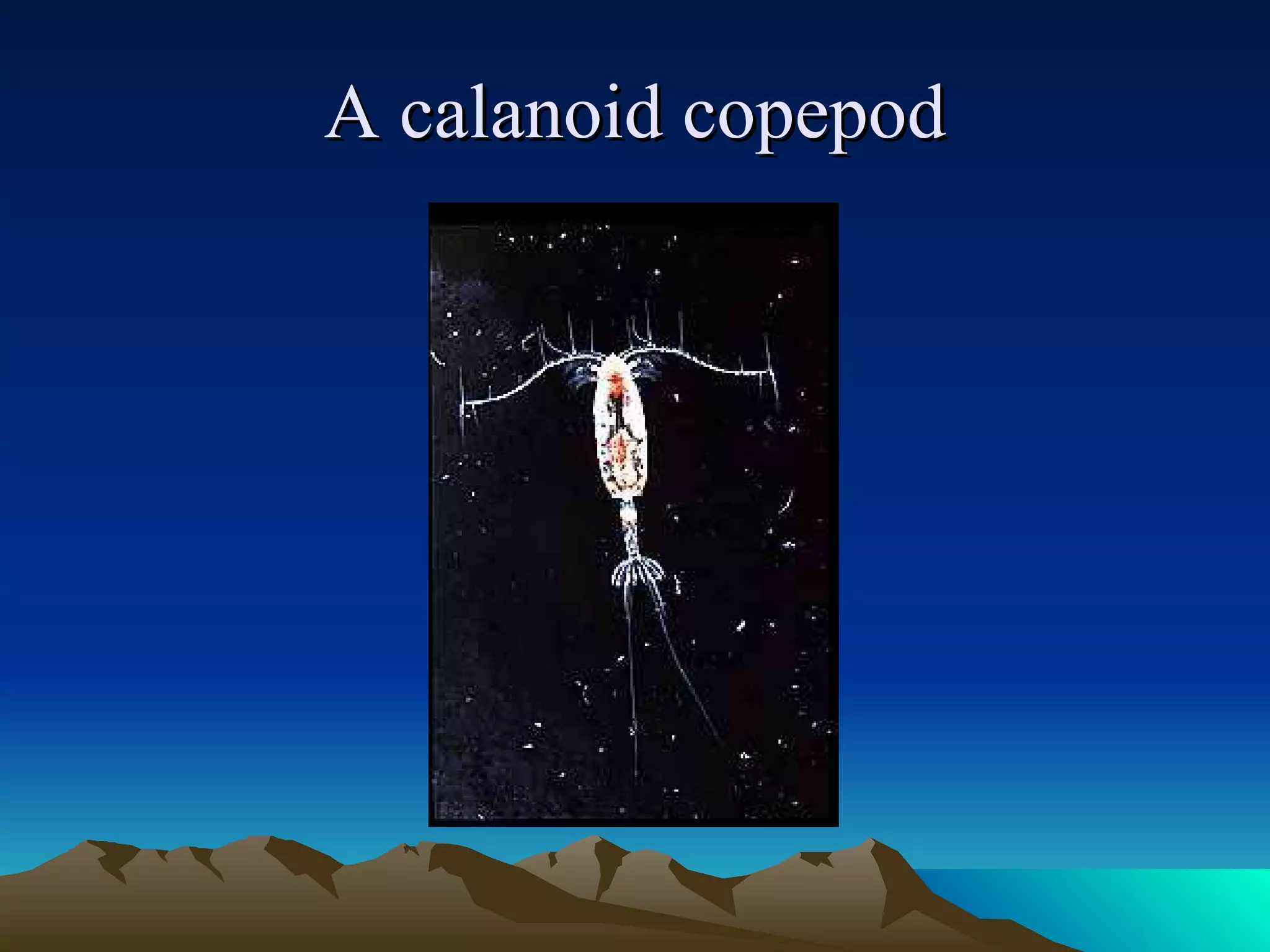 Copepod life cycle | PPT