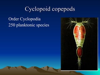 Copepod life cycle | PPT