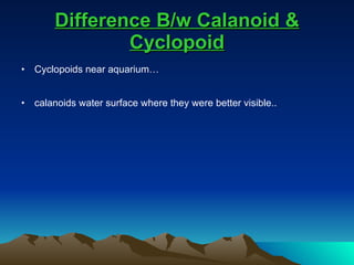 Copepod life cycle | PPT