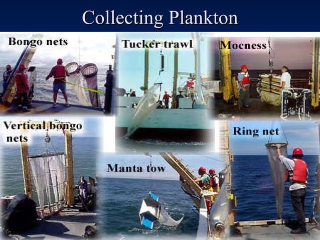 Copepod life cycle | PPT | Fish and Aquariums | Pets