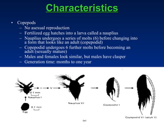 Copepod life cycle | PPT