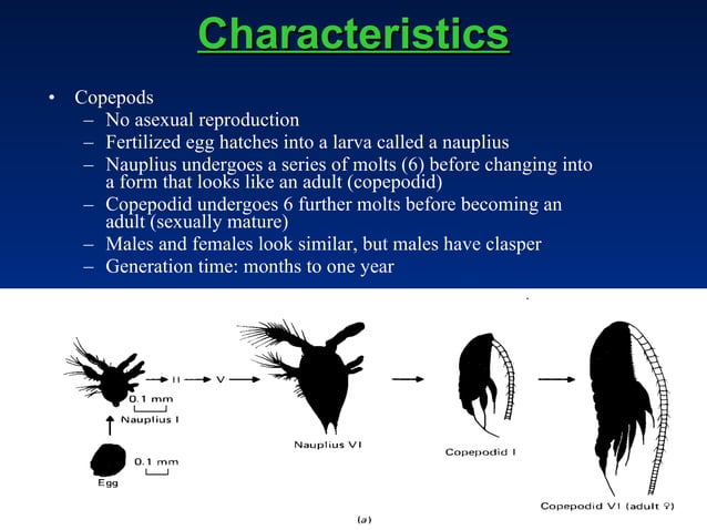 Copepod life cycle | PPT | Fish and Aquariums | Pets