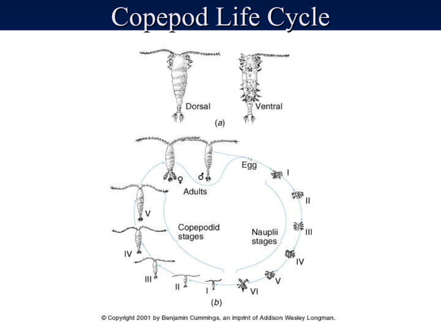 Copepod life cycle | PPT | Fish and Aquariums | Pets
