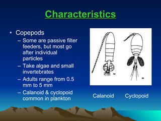Copepod life cycle | PPT
