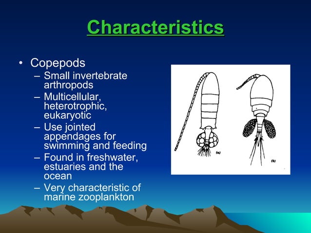 Copepod life cycle | PPT | Fish and Aquariums | Pets