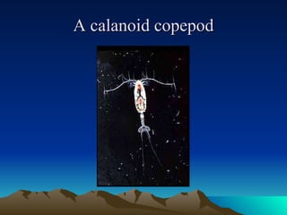 Copepod life cycle | PPT