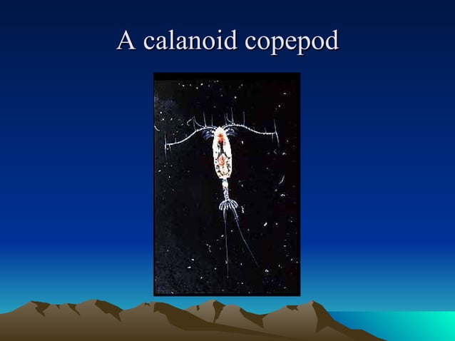 Copepod life cycle | PPT | Fish and Aquariums | Pets