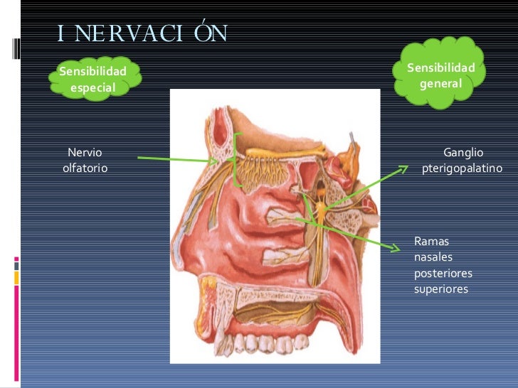 Anatomía De La Nariz Y Fisiología Del Funcionamiento Olfatorio
