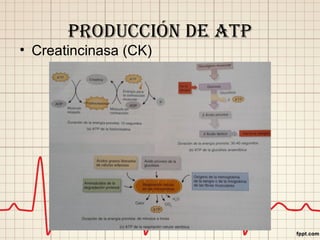 Fisiología del Sistema Cardiovascular | PPT