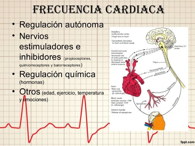 Fisiologia Cardiaca