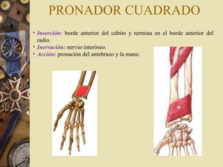 Anatomia del miembro superior, sistema venoso superficial, etc | PPTX