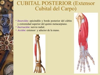 Anatomia del miembro superior, sistema venoso superficial, etc | PPTX