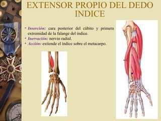 Anatomia del miembro superior, sistema venoso superficial, etc | PPTX