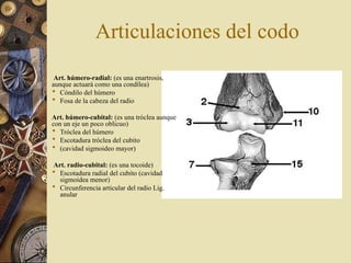 Anatomia del miembro superior, sistema venoso superficial, etc | PPTX
