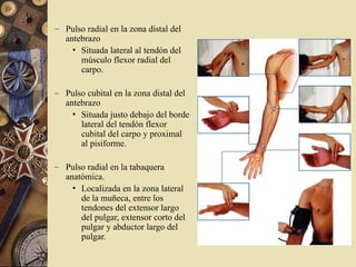 Anatomia del miembro superior, sistema venoso superficial, etc | PPTX