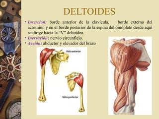 Anatomia del miembro superior, sistema venoso superficial, etc | PPTX