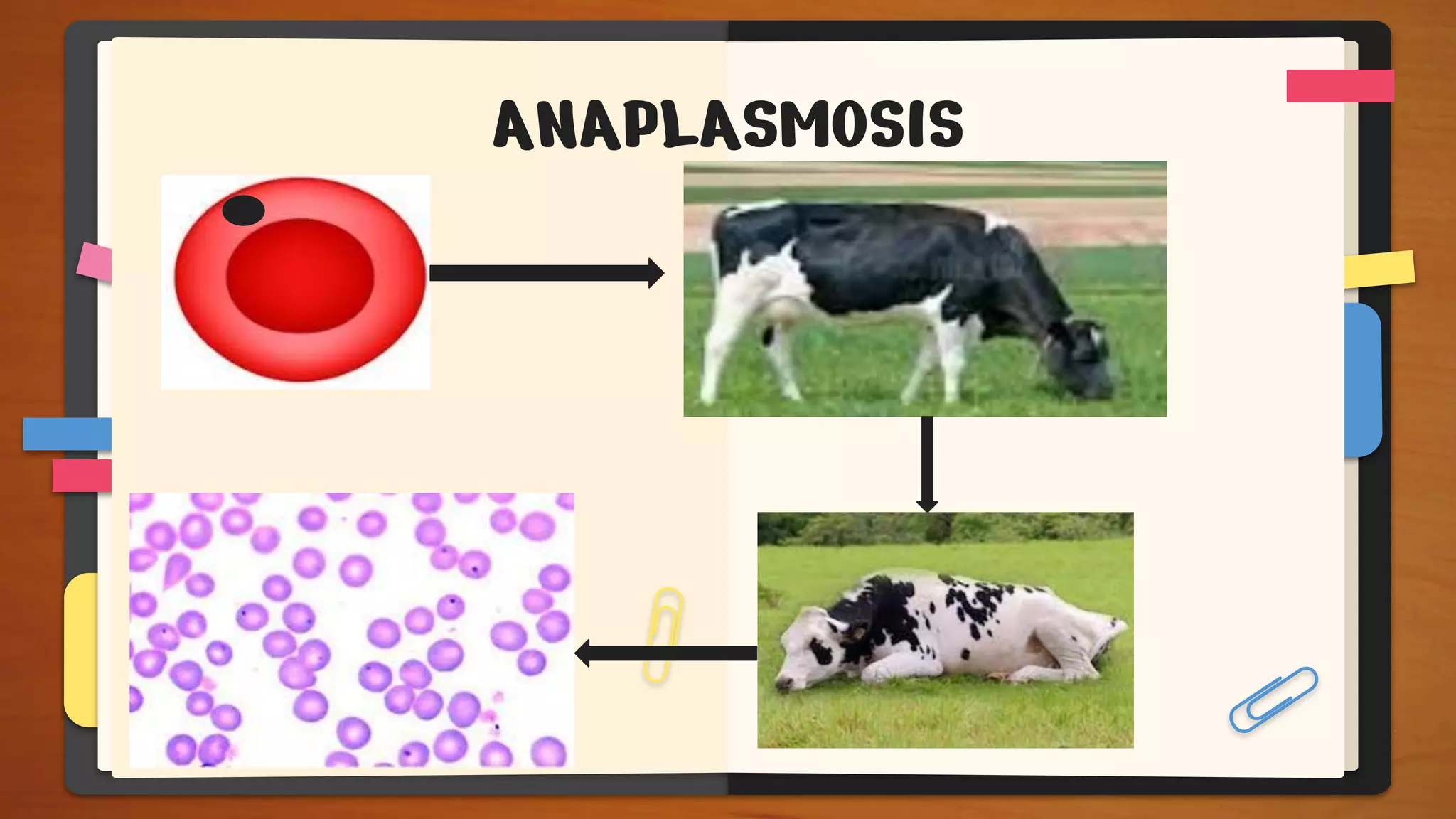 Anaplasmosis y Piroplasmosis Bovina | PPT
