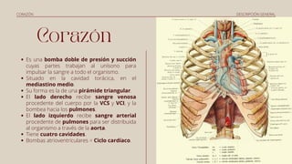 Anatomía general de corazón y pericardio | PDF
