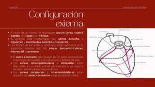 Anatomía general de corazón y pericardio | PDF
