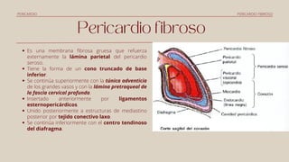 Anatomía general de corazón y pericardio | PDF