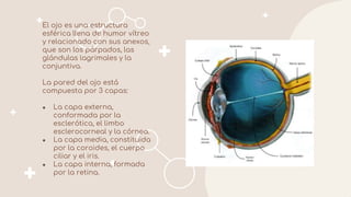 Copia de Desarrollo embrionario del ojo.pptx