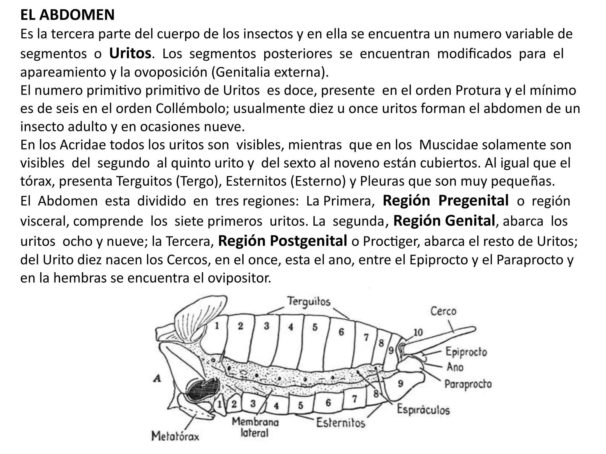 Tercera region del cuerpo de los insectos El Abdomen.pptx