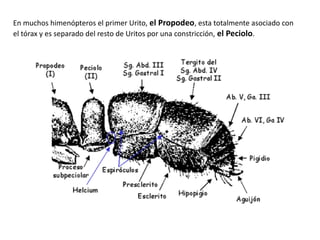 Tercera region del cuerpo de los insectos El Abdomen.pptx