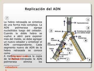 Copia De Estructura Y ReplicacióN Del Adn I Medio | PPT