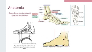Fractura de retropié traumatología y ortopedia.pptx