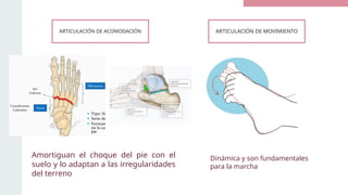 Fractura de retropié traumatología y ortopedia.pptx