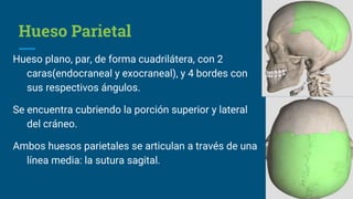 Huesos del Cráneo | PPTX