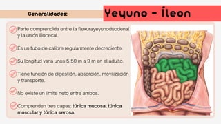 INTESTINO DELGADO.pdf