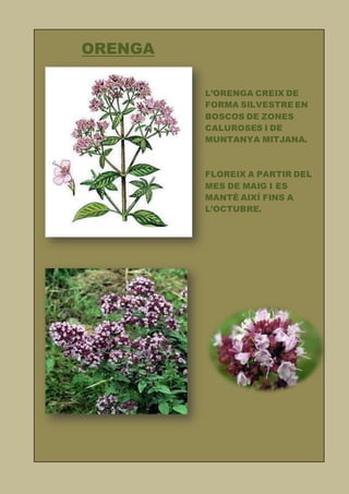 Herbes remeieres: l'orenga (3r) | DOCX