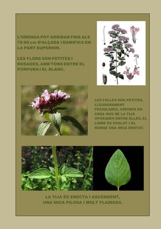 Herbes remeieres: l'orenga (3r) | DOCX