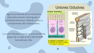 Membrana Celular | PDF