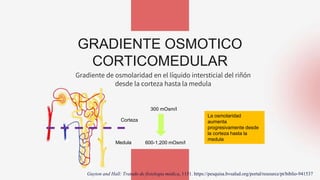 Copia de MECANISMO DE CONTRACORRIENTE URINARIA.pptx