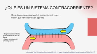 Copia de MECANISMO DE CONTRACORRIENTE URINARIA.pptx