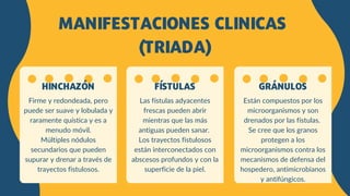 Micetoma, microbiología y parasitología. | PDF