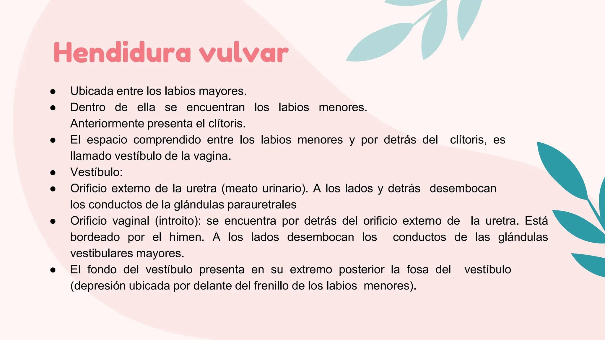 Las Estructuras Genitales Externas Son El Monte De Venus Los Labios Mayores Los Labios Menores