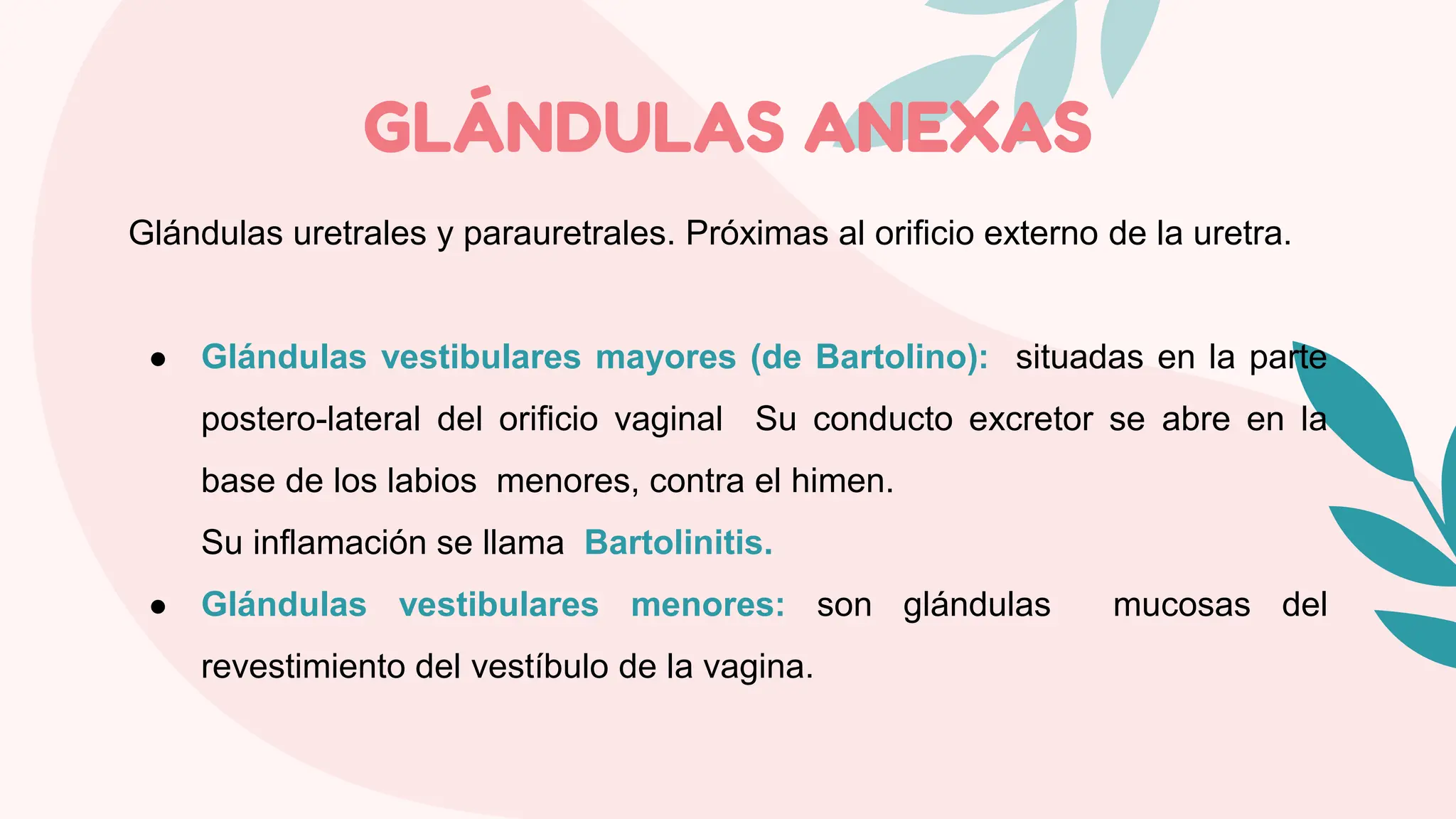 Las estructuras genitales externas son el monte de Venus, los labios ...