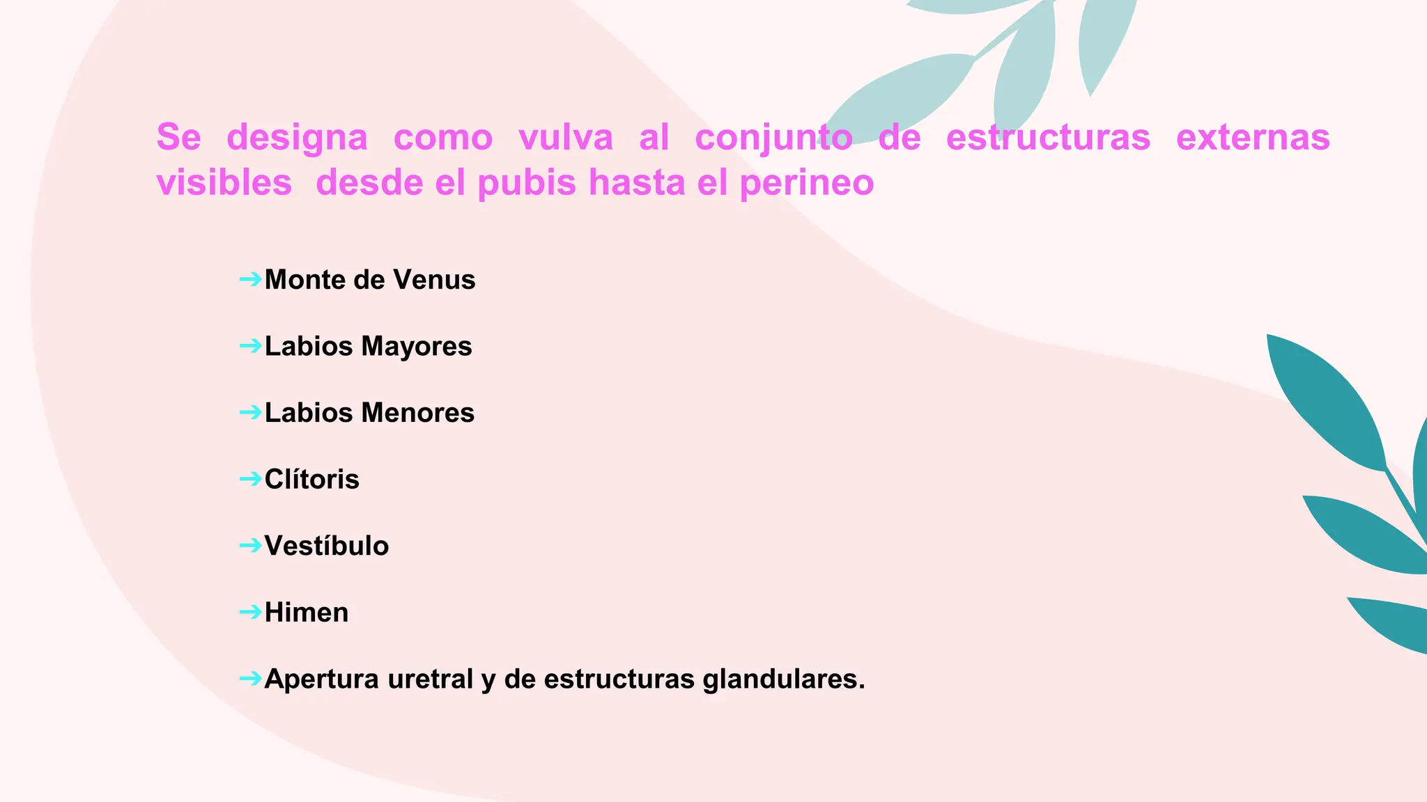 Las Estructuras Genitales Externas Son El Monte De Venus Los Labios Mayores Los Labios Menores