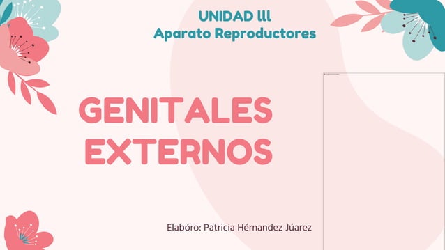 Las Estructuras Genitales Externas Son El Monte De Venus Los Labios Mayores Los Labios Menores