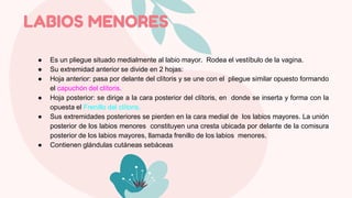 Las estructuras genitales externas son el monte de Venus, los labios ...