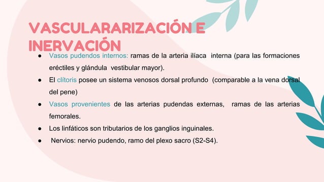 Las Estructuras Genitales Externas Son El Monte De Venus Los Labios Mayores Los Labios Menores