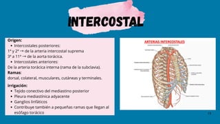 Arterias, Venas y Nervios del Torax completo | PDF