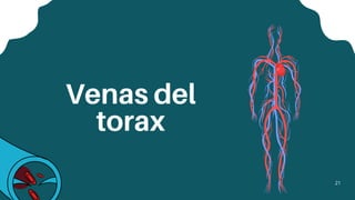 Arterias, Venas y Nervios del Torax completo | PDF