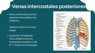 Arterias, Venas y Nervios del Torax completo | PDF