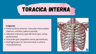 Arterias, Venas y Nervios del Torax completo | PDF