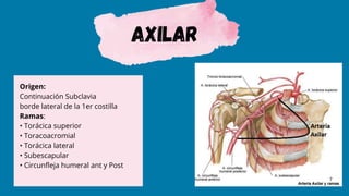 Arterias, Venas y Nervios del Torax completo | PDF